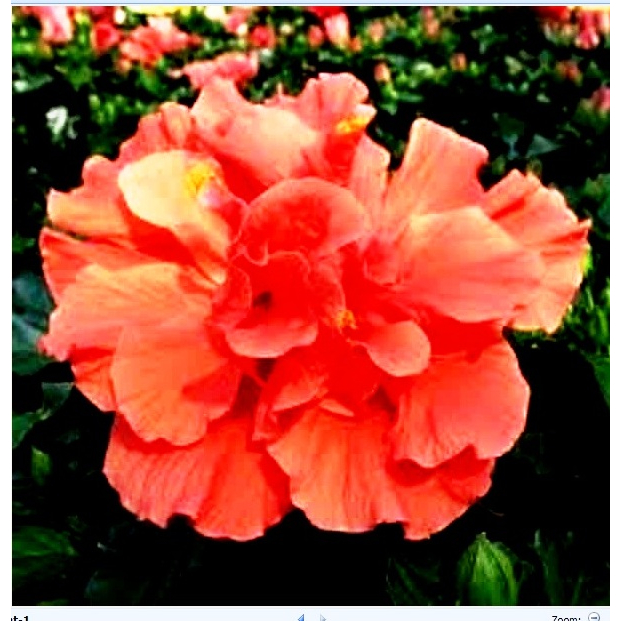Orange Variety Flower Hibiscus / Gumamela live plant | Shopee Philippines