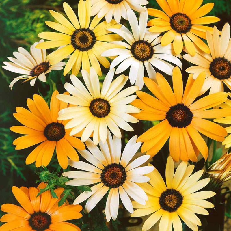 Certified flower Seeds African Daisy(5 Seeds) | Shopee Philippines