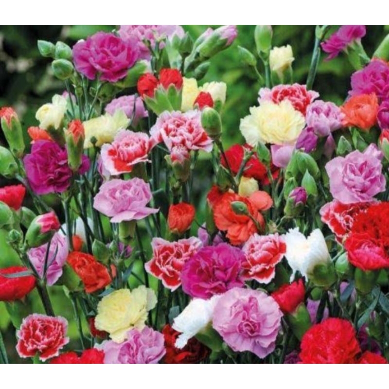 Certified Seed Carnation mixed( 5 Seeds) | Shopee Philippines