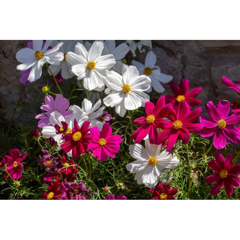 Picotee Cosmos Seed repacked (5 Seeds) | Shopee Philippines