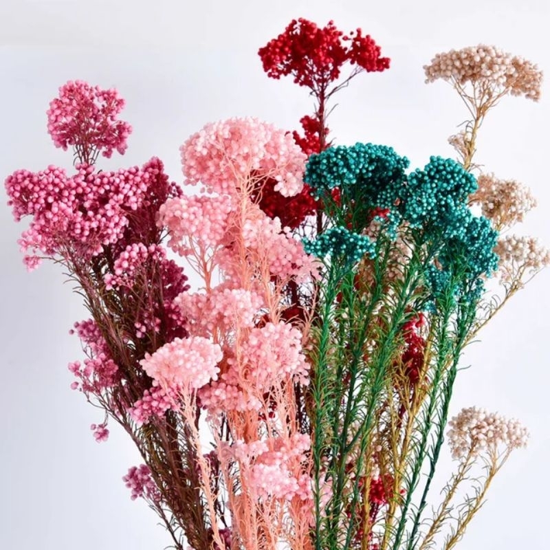 Dried Rice Flower Preserved Real Flower Gift Wedding Party Home ...