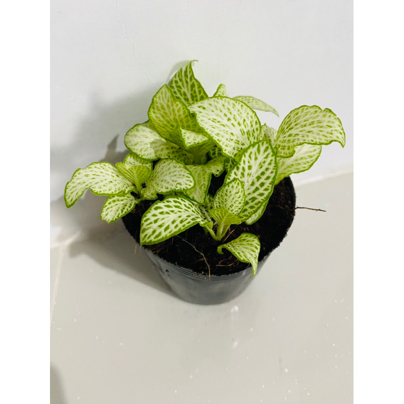 Fittonia Lime Mosaic (ESTABLISHED) | Shopee Philippines