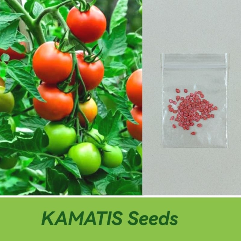 KAMATIS Seeds - Avatar TY F1 Variety | Shopee Philippines