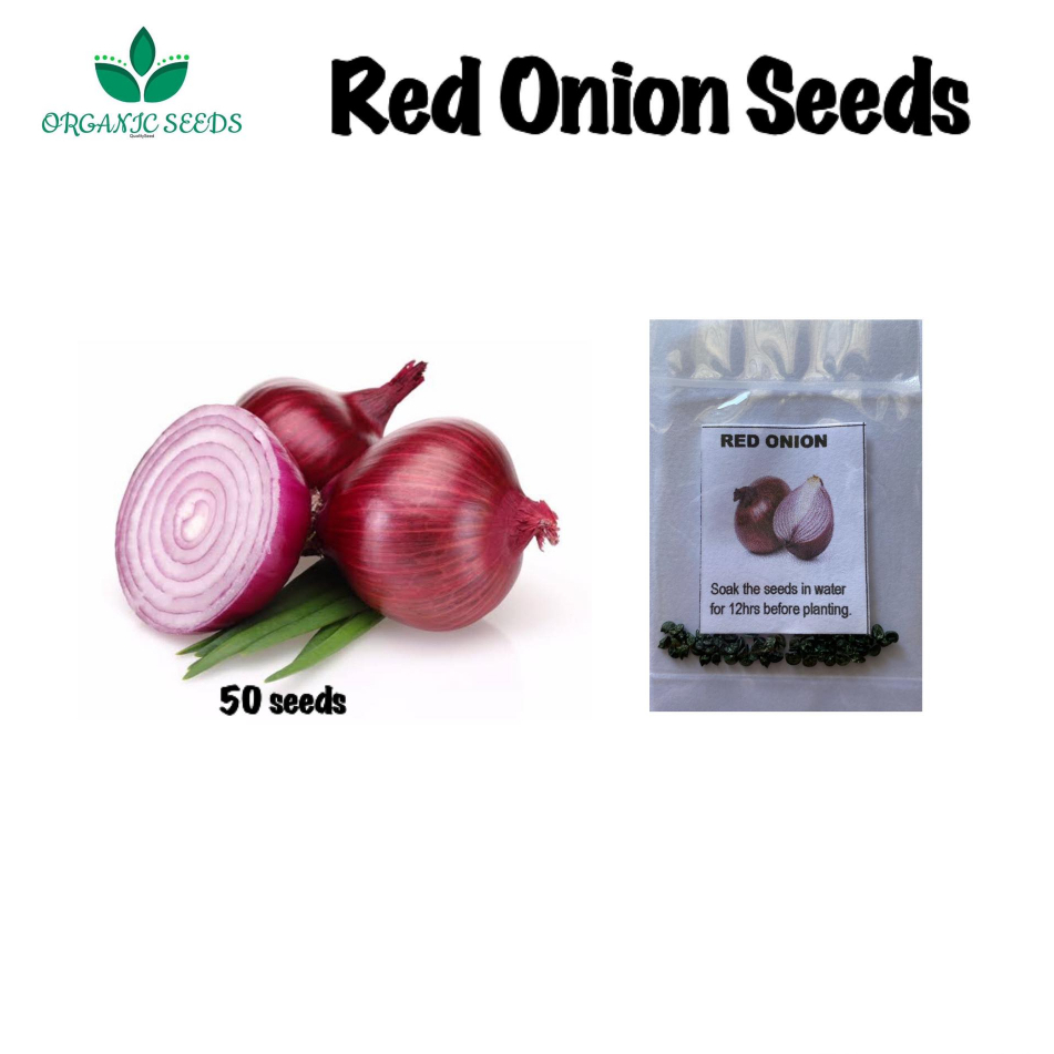 Red Onion/Red Colorado 50pcs seeds (1pack) | Shopee Philippines