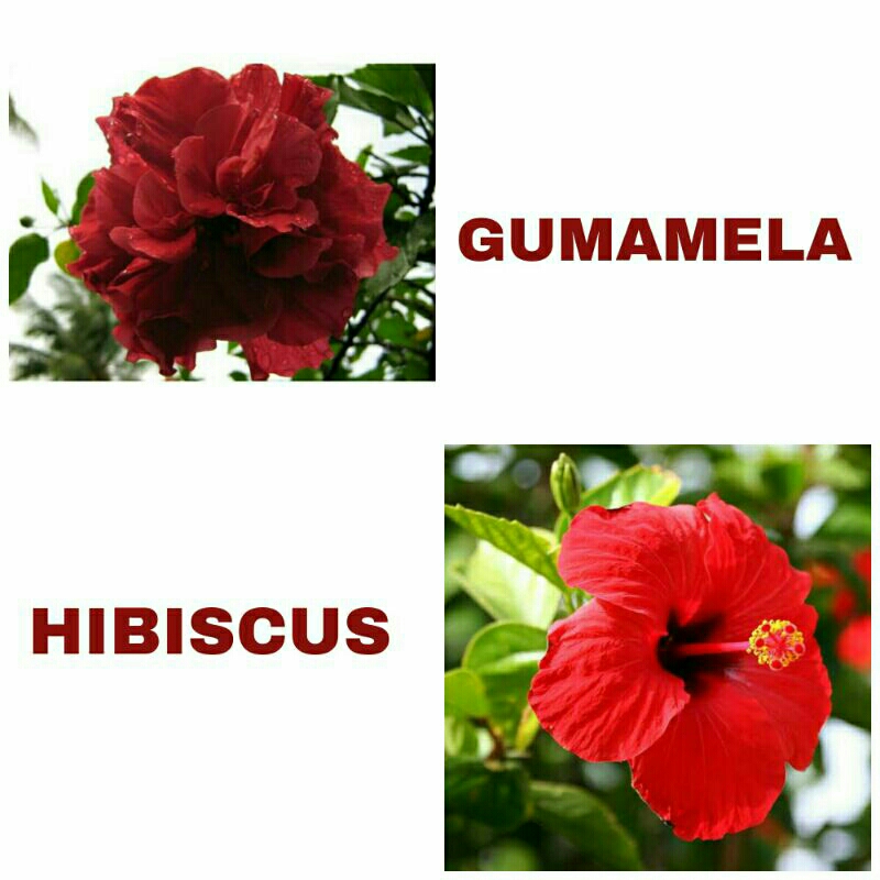 Hibiscus/ Gumamela | Shopee Philippines