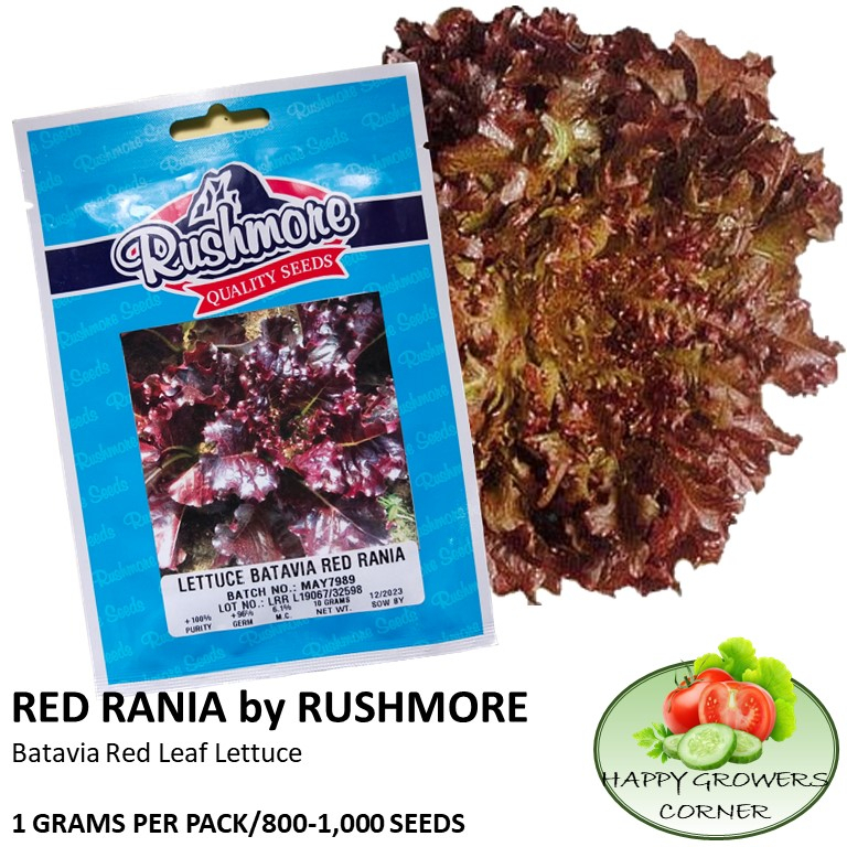 NEWTON Mini Romaine, RED RANIA Batavia Red Leaf Lettuce Seeds by ...