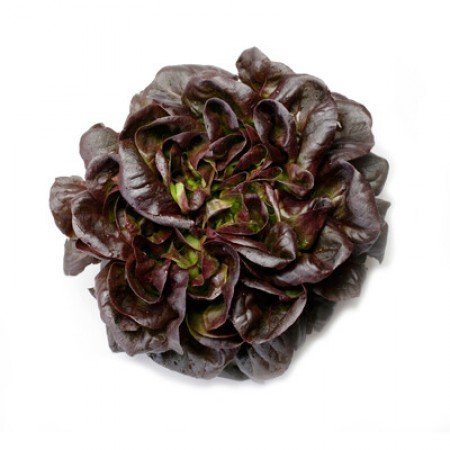 RIJK ZWAAN PELLETIZE LETTUCE SEEDS/REPACKED/LALIQUE/OLMETIE/INVICTA ...
