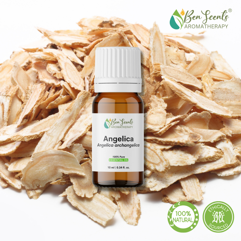 Angelica Root Essential Oil 100% Pure Undiluted Plant Based | Shopee ...