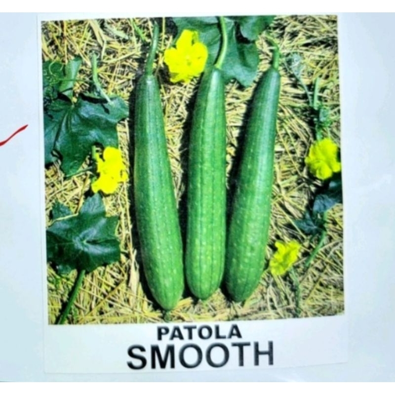 SMOOTH OPV PATOLA SEEDS (7 GRAMS) CONDOR SEEDS | Shopee Philippines