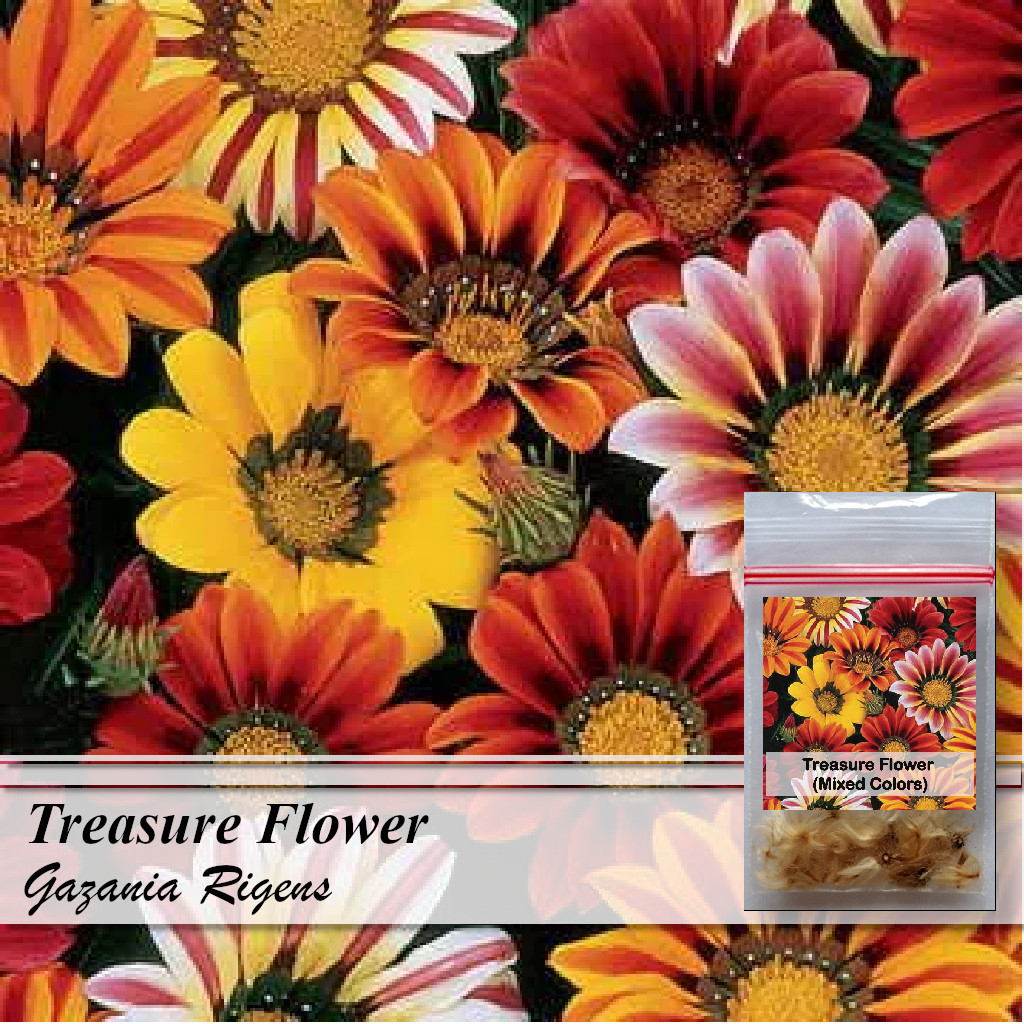Treasure Flower Tall Flower Seeds (Mixed Colors) 10 Seeds | Shopee ...