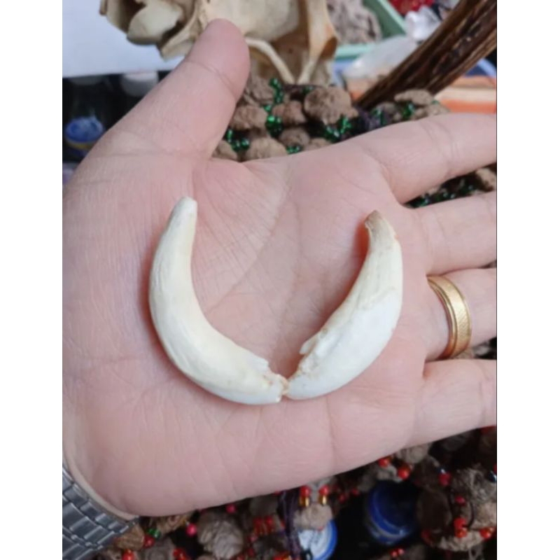 pangil Ng baboy ramo | Shopee Philippines