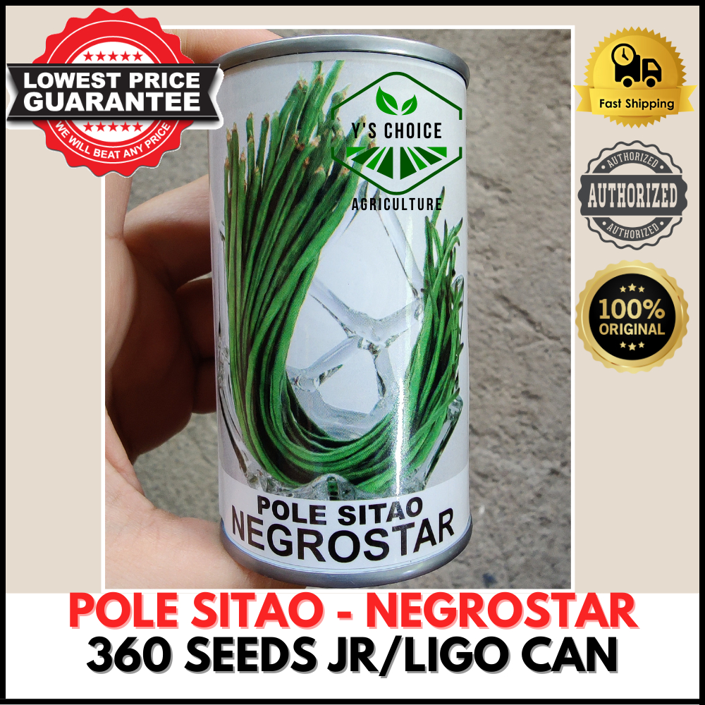 CONDOR - POLE SITAO / SITAW SEEDS - NEGROSTAR 360 Seeds - JR CAN / LIGO ...