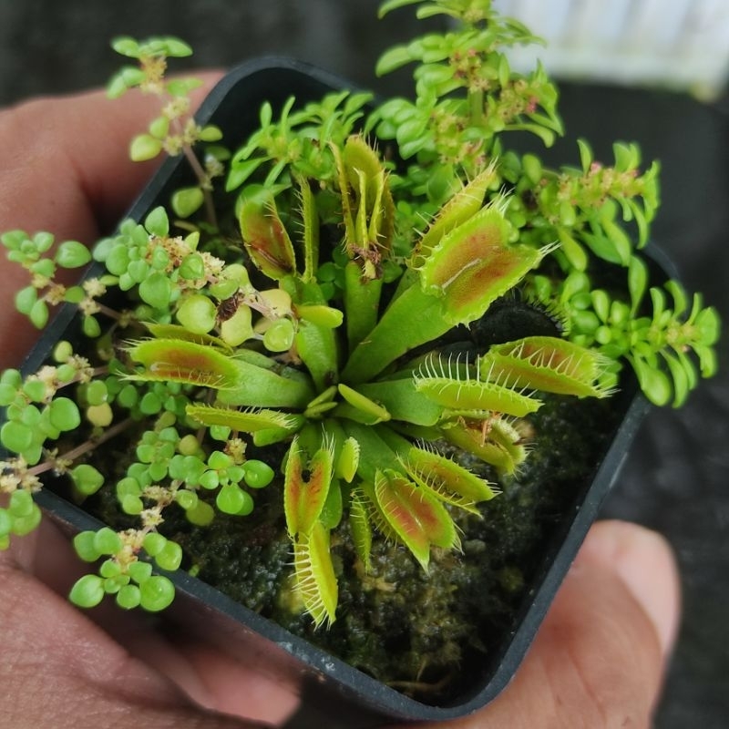 Venus Flytrap 'Waveclip' | Shopee Philippines