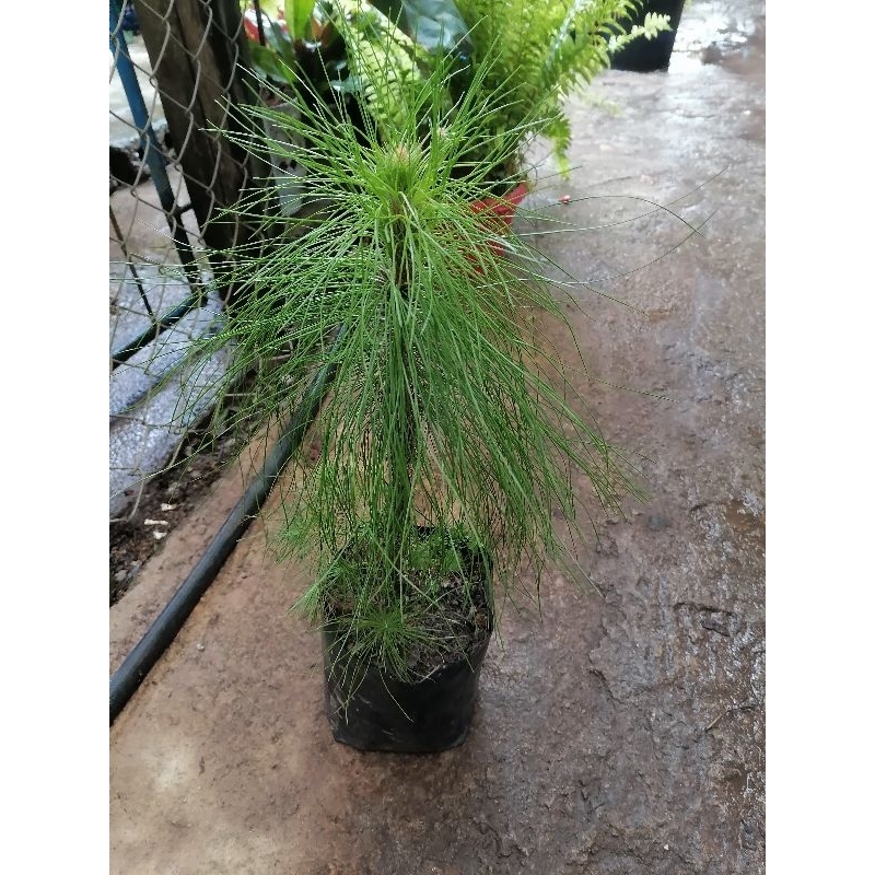 (Benguet Pine tree) | Shopee Philippines