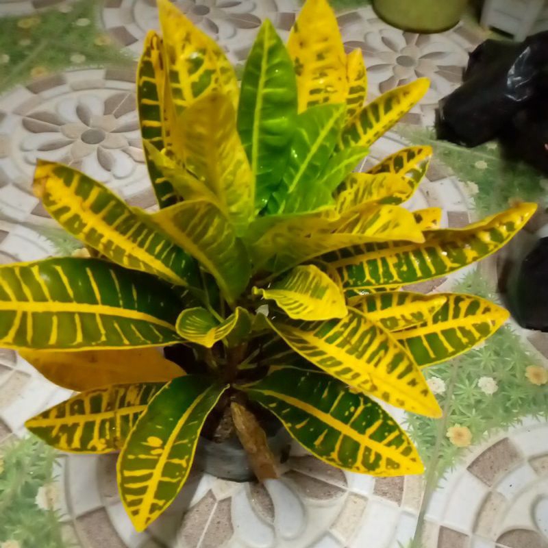 Croton Yellow Mango (in polybag) LUZON ONLY | Shopee Philippines