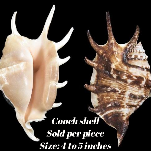 Conch Shell (Natural Seashells) Sold Per 1 Piece Polished Conch Shell ...