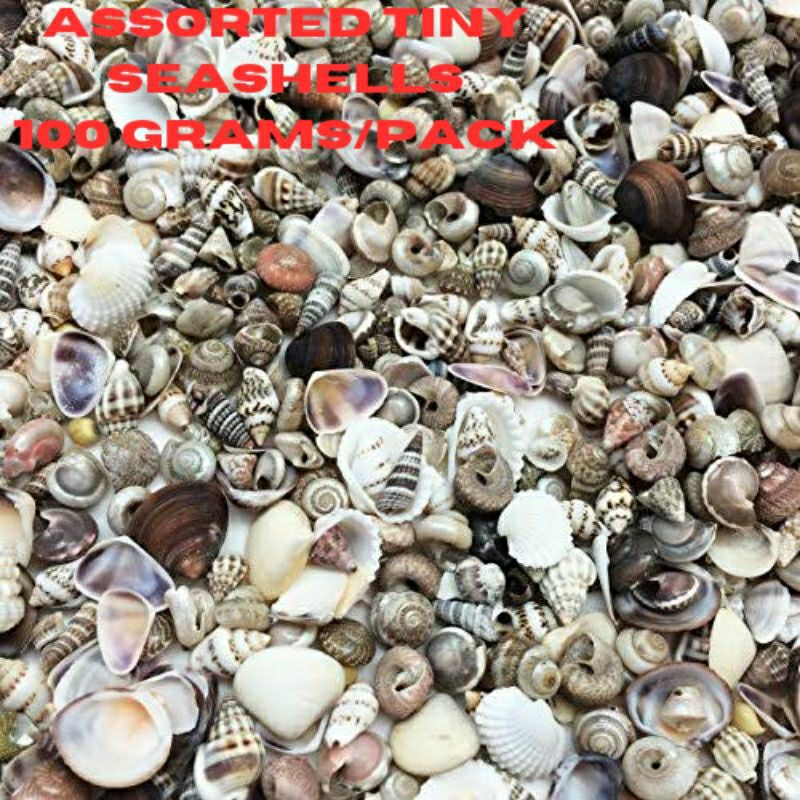 Assorted Tiny/Small Seashells(100 grams/pack Mix Seashell)Small ...