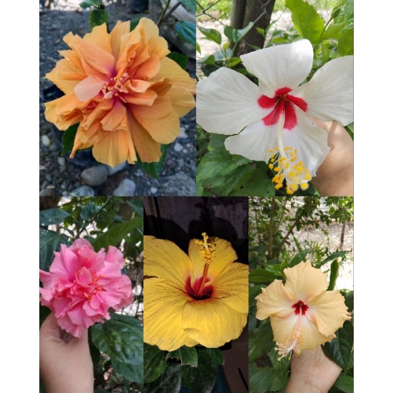 HIBISCUS - LIVE PLANT | Shopee Philippines
