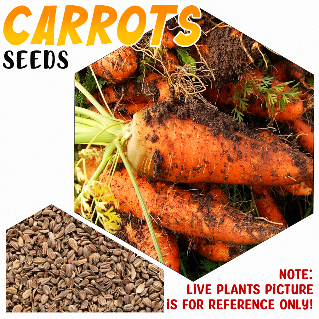 LHK HIigh Yielding Carrots Seeds Hybrid Carrots Seeds With High ...