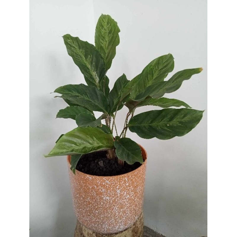 Calathea/Prayer Plants Uprooted Bulbs (Luzon only) | Shopee Philippines