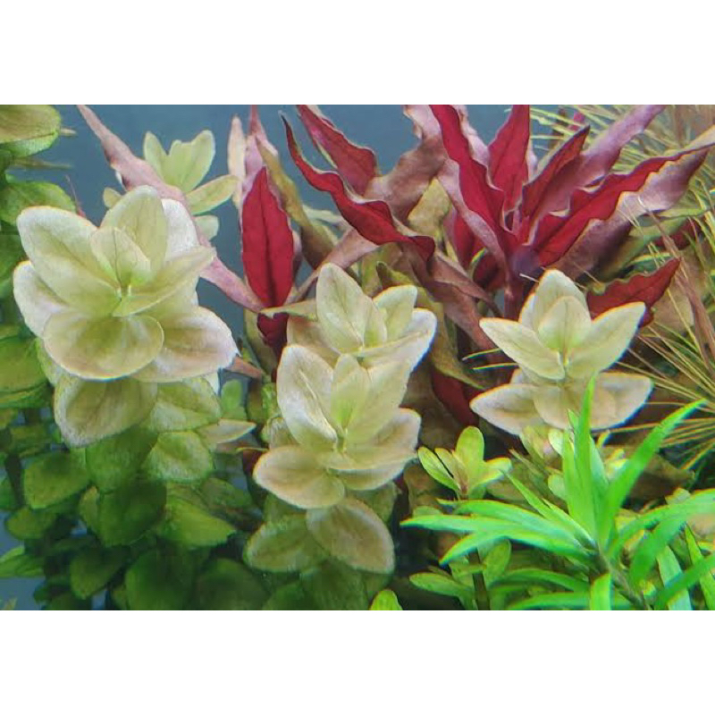 BACOPA CAROLINIANA (20 pcs stem cutting) midtech aquatic plant | Shopee ...