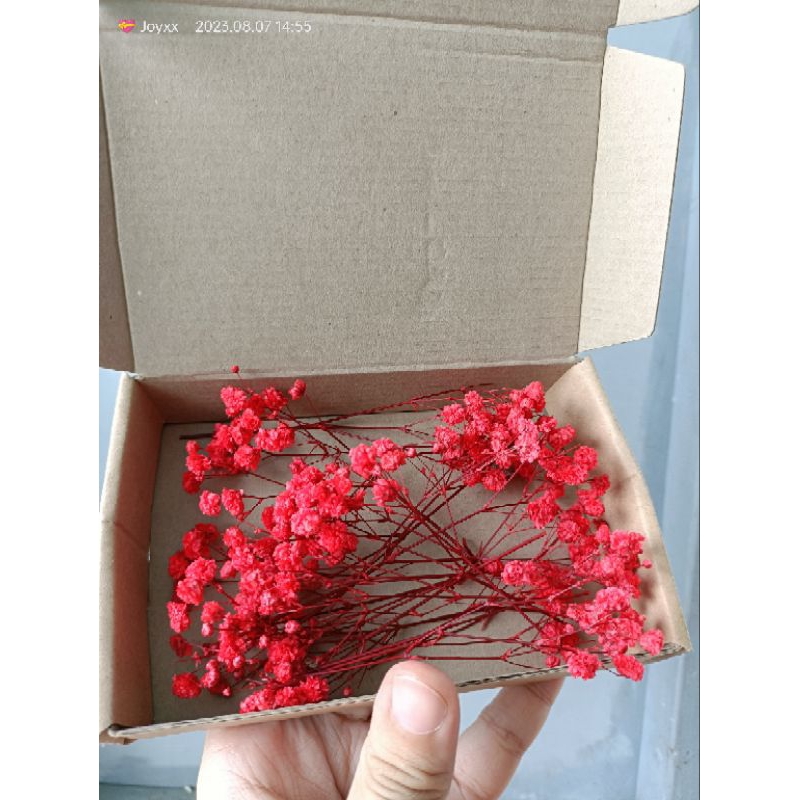 DRIED GYPSO FLOWER Gypsophila in a box | Shopee Philippines