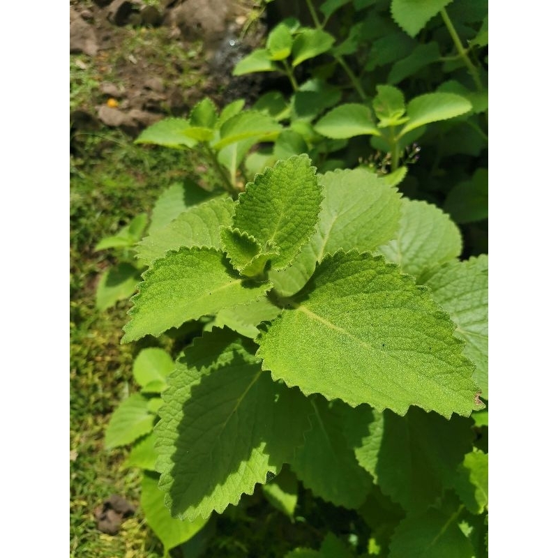 Oregano leaves fresh harvest (50 leaves) Natural Herbs | Shopee Philippines