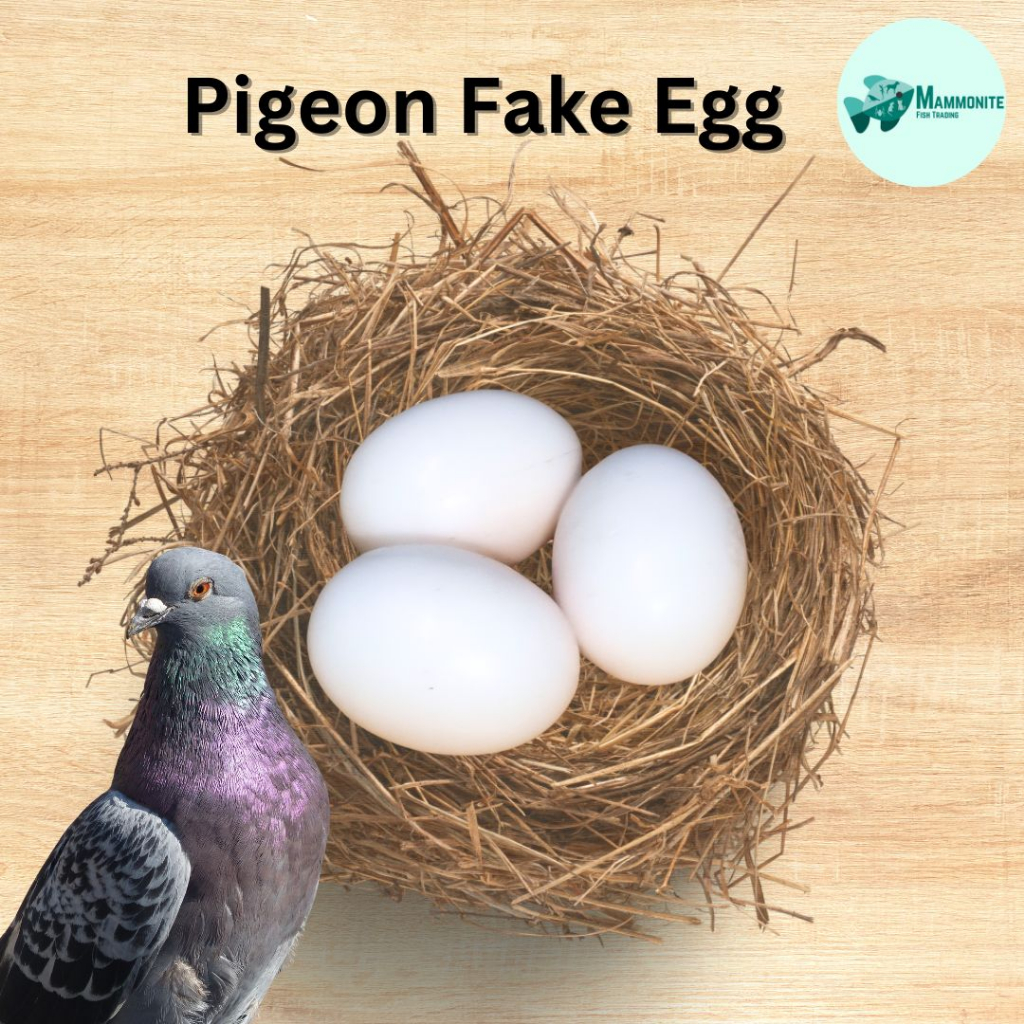 Fake Pigeon Egg False Egg Dummy Egg for Pigeon | Shopee Philippines