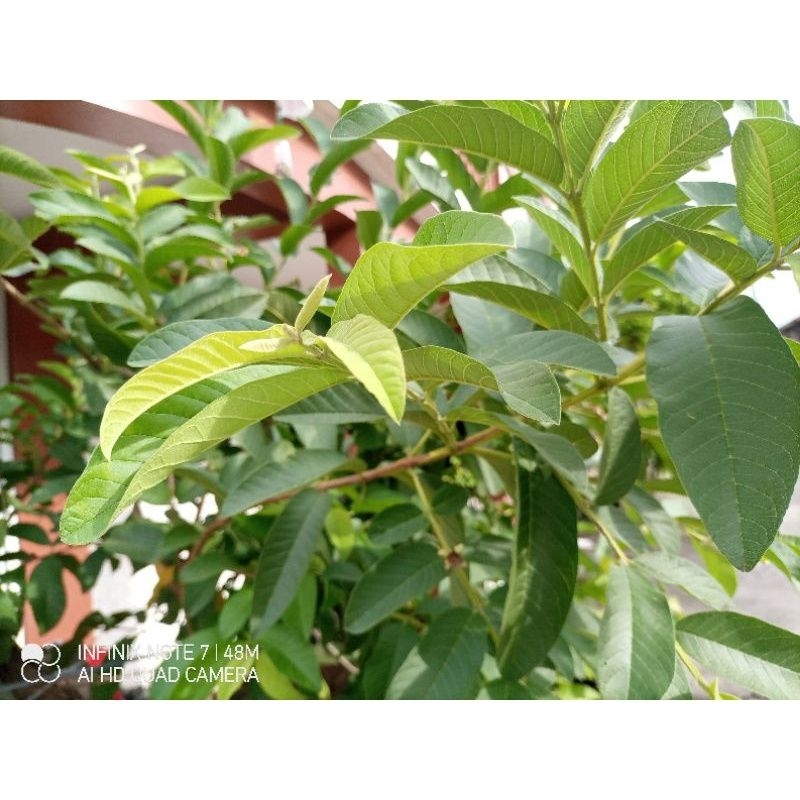 Guava Leaves/Dahon ng Bayabas | Shopee Philippines Guava Leaves/Dahon ng Bayabas | Shopee Philippines