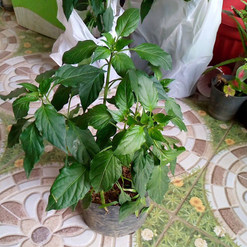 Sili plant (in polybag) | Shopee Philippines