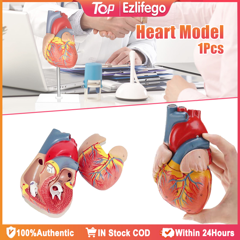 Human Heart Model 1:1 Anatomical Heart Model for Classroom and ...
