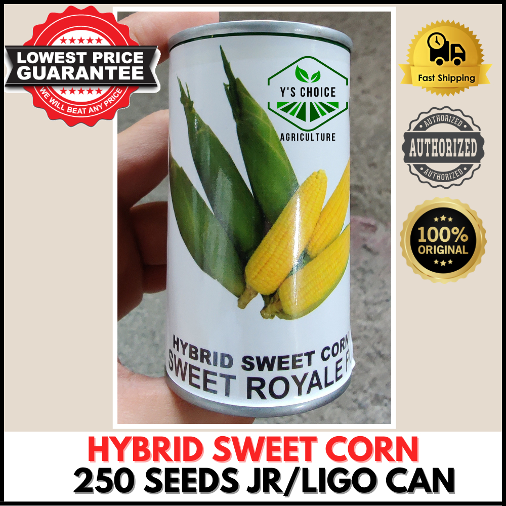 CONDOR SEEDS - SWEET CORN - SWEET ROYALE F1 HYBRID 250 Seeds - JR CAN ...