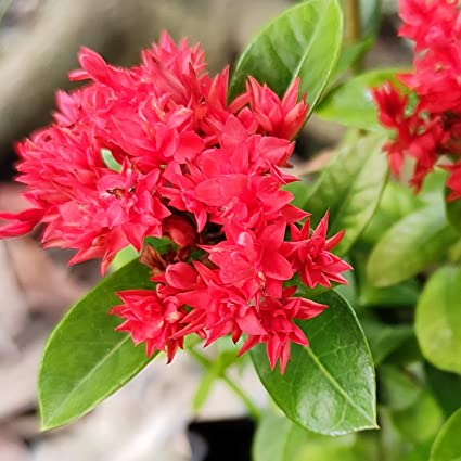 dwarf cherry red santan live plant | Shopee Philippines