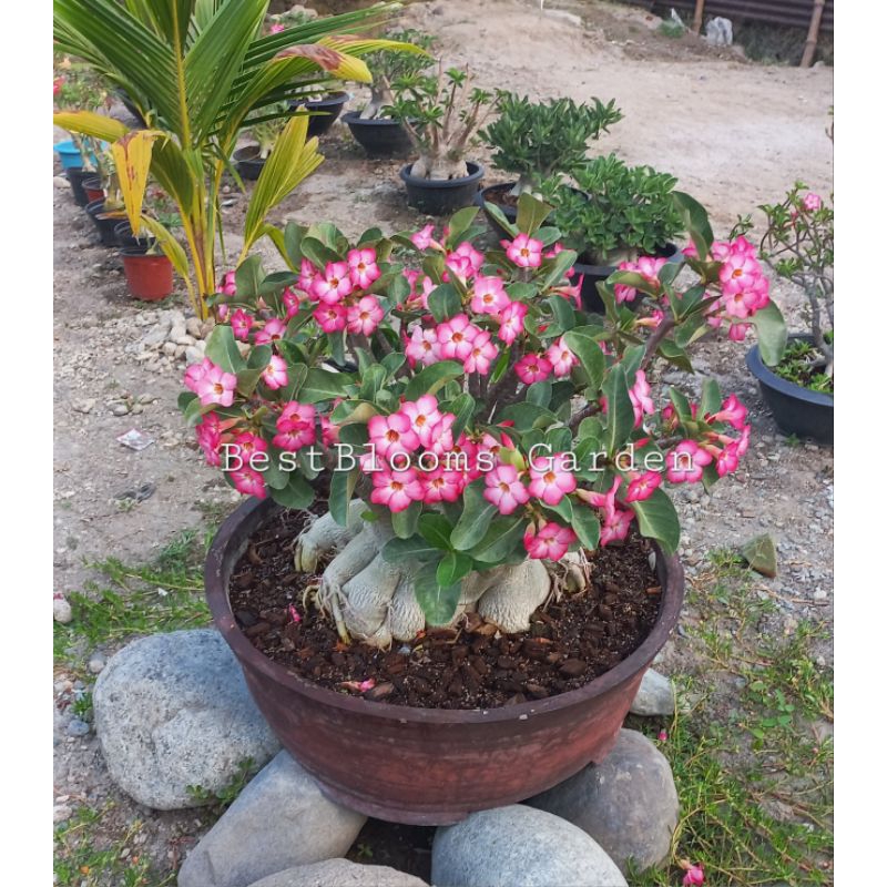 Adenium Arabicum Bonsai Plant | Shopee Philippines