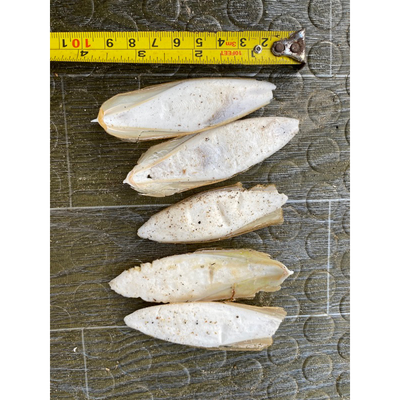 CUTTLE BONE FOR BIRDS COD W/ FREEBIE | Shopee Philippines