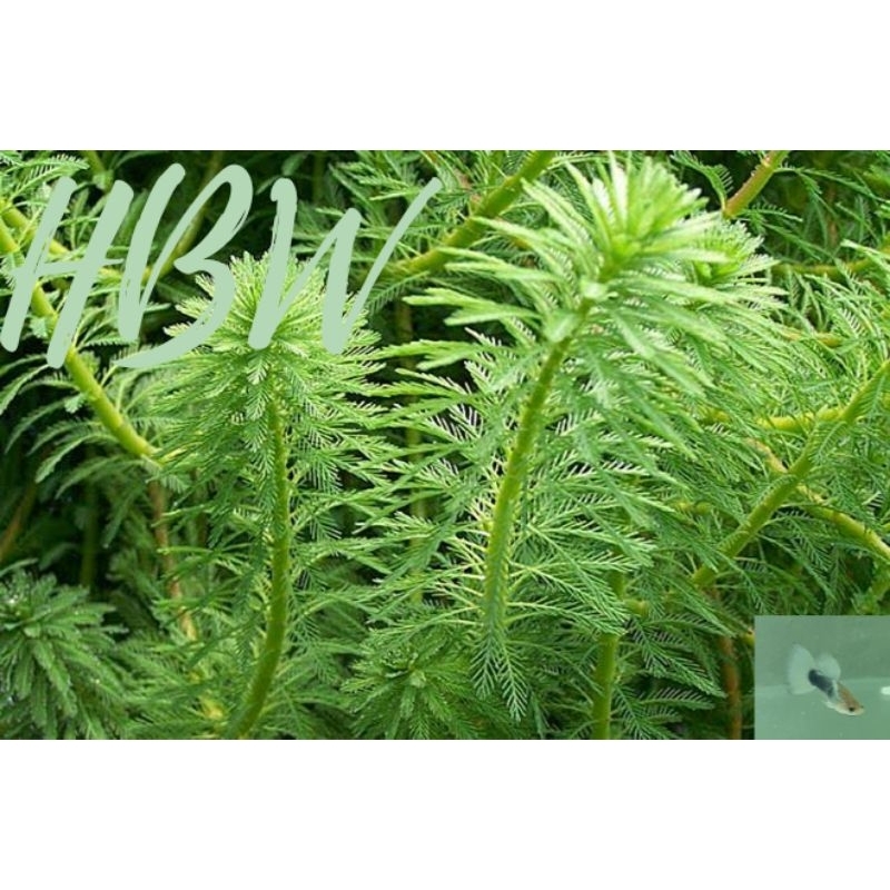 Acquatic plant for hbw guppies | Shopee Philippines