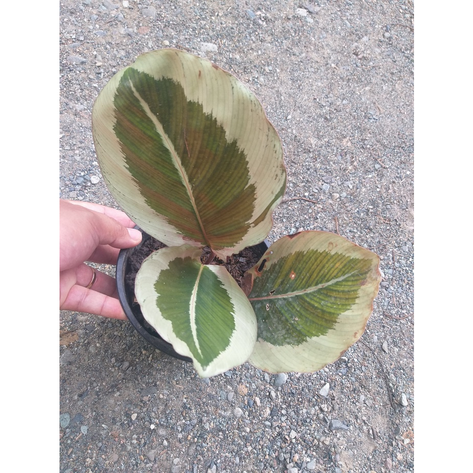 Calathea Roseopicta Cynthia, acutal photo, rooted | Shopee Philippines