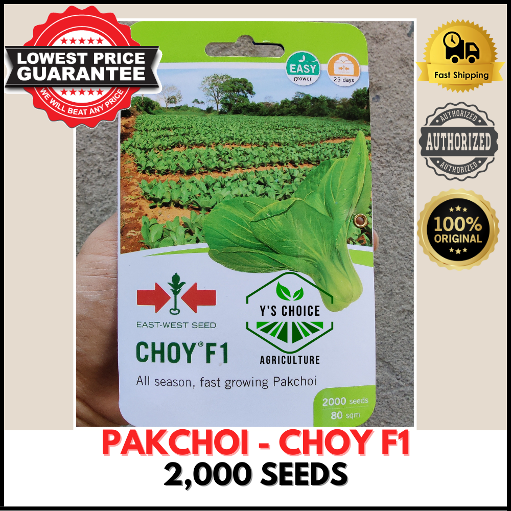 EAST-WEST SEEDS - PAKCHOI / BOKCHOY SEEDS - CHOY F1 HYBRID - 2,000 ...