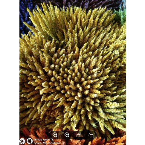 Trigo grass per bundle (₱40 per bundle) | Shopee Philippines