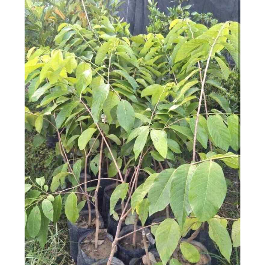 sweet atis seedlings | Shopee Philippines