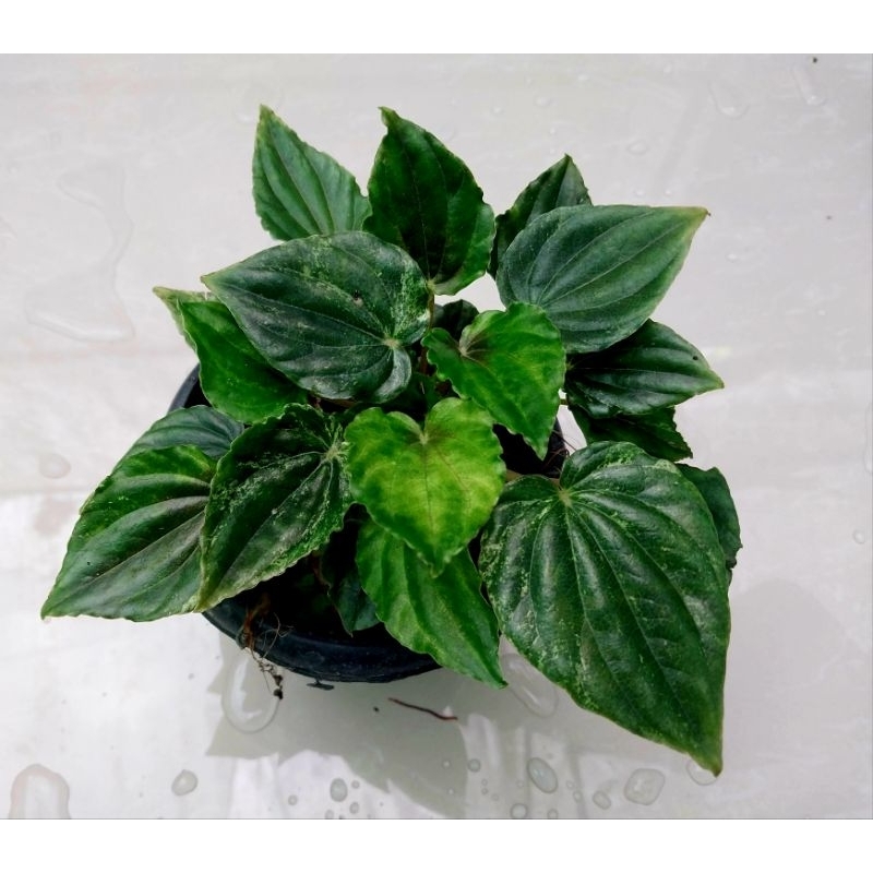 Peperomia Marmorata Pink Lady | Shopee Philippines