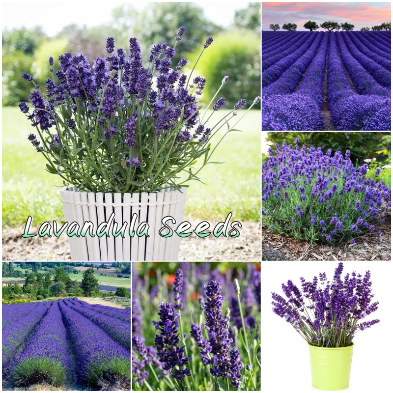 200 PCS Lavender Seeds Easy to Grow Four Seasons. Ease of Germination ...