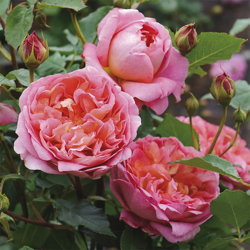 Bosco Bell Shrub Rose Lush Austin Rose Garden Potted Green Plant ...