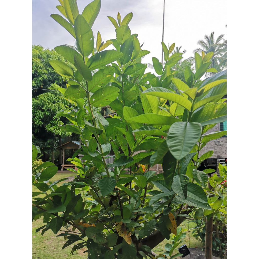 Dahon ng Bayabas /Fresh Guava/Bayabas Leaves /50pcs for 30Php | Shopee ...