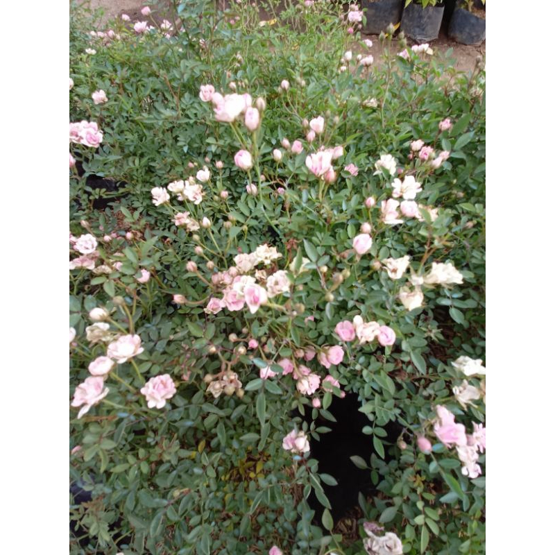 Piti Mini Pink Rose in poly bag with flowers | Shopee Philippines