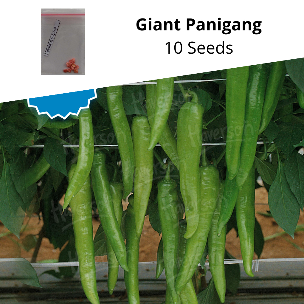 Giant Panigang seeds | Shopee Philippines