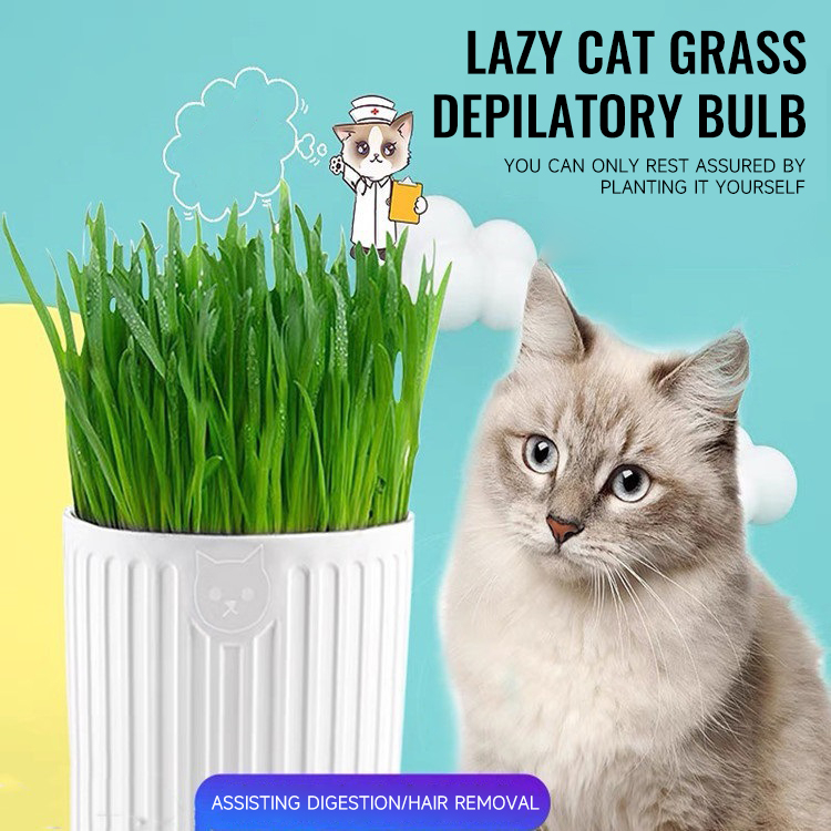 Organic Cat Grass Seeds with Loam Soil Cat Grass Pot Hydroponic Stomach ...