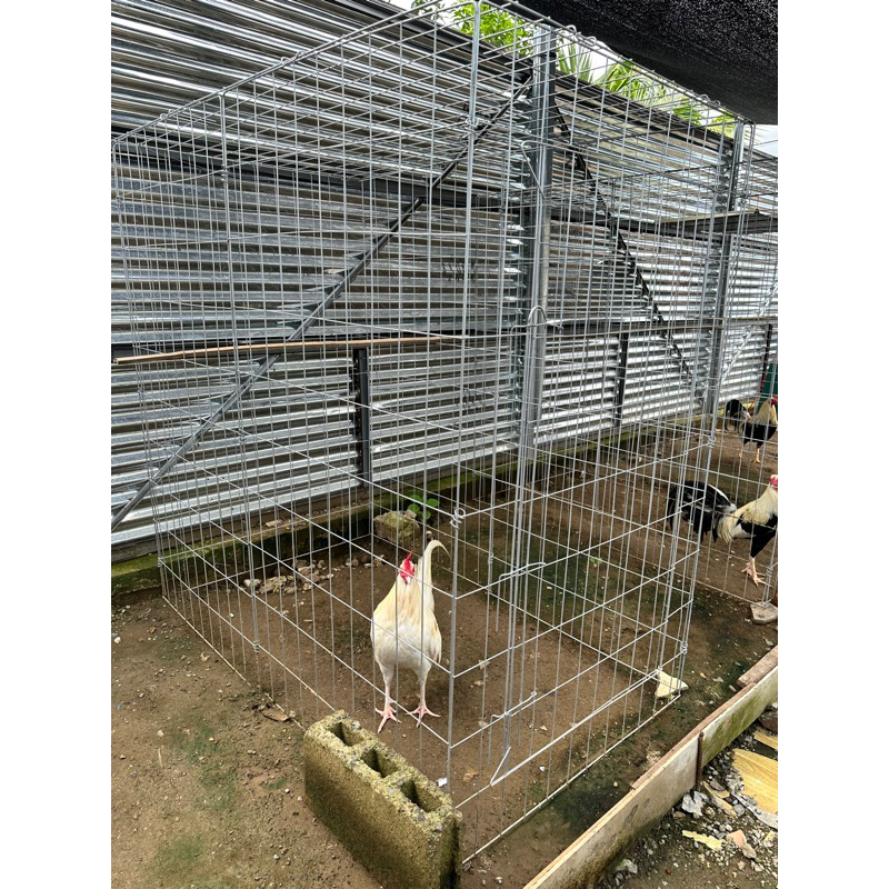 Premium Foldable Galvanized Cage 3x5x5 / Fly Pen / Sabong Cage ... Premium Foldable Galvanized Cage 3x5x5 / Fly Pen / Sabong Cage ...