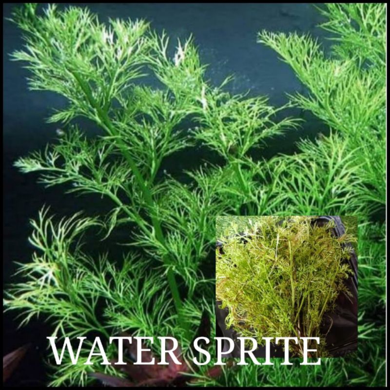 WATER SPRITE (10STEM) | Shopee Philippines
