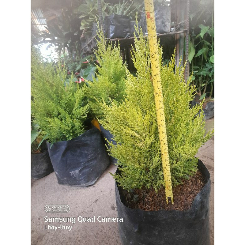 lemon pine tree (cupressus macrocarpa) (lemon scent/ mosquito repellent ...